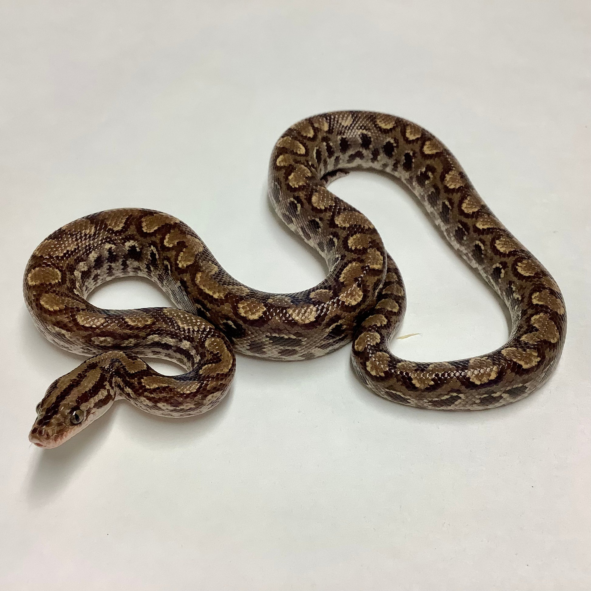 Colombian Rainbow Boas 2023 – BHB Reptiles