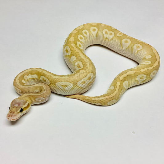 Ball Pythons for Sale at BHB Reptiles - High Quality & Wide Variety in ...