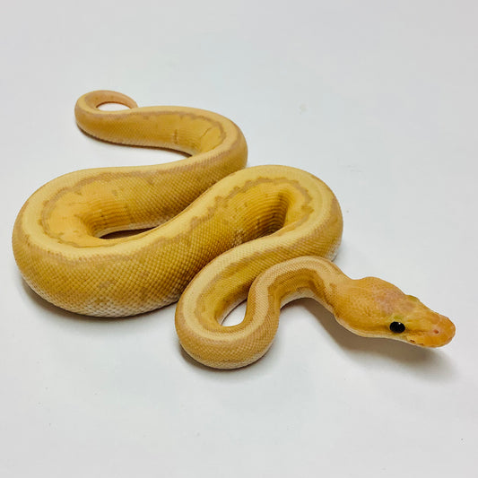 Ball Pythons For Sale At BHB Reptiles I Buy Online Or Schedule Pickup
