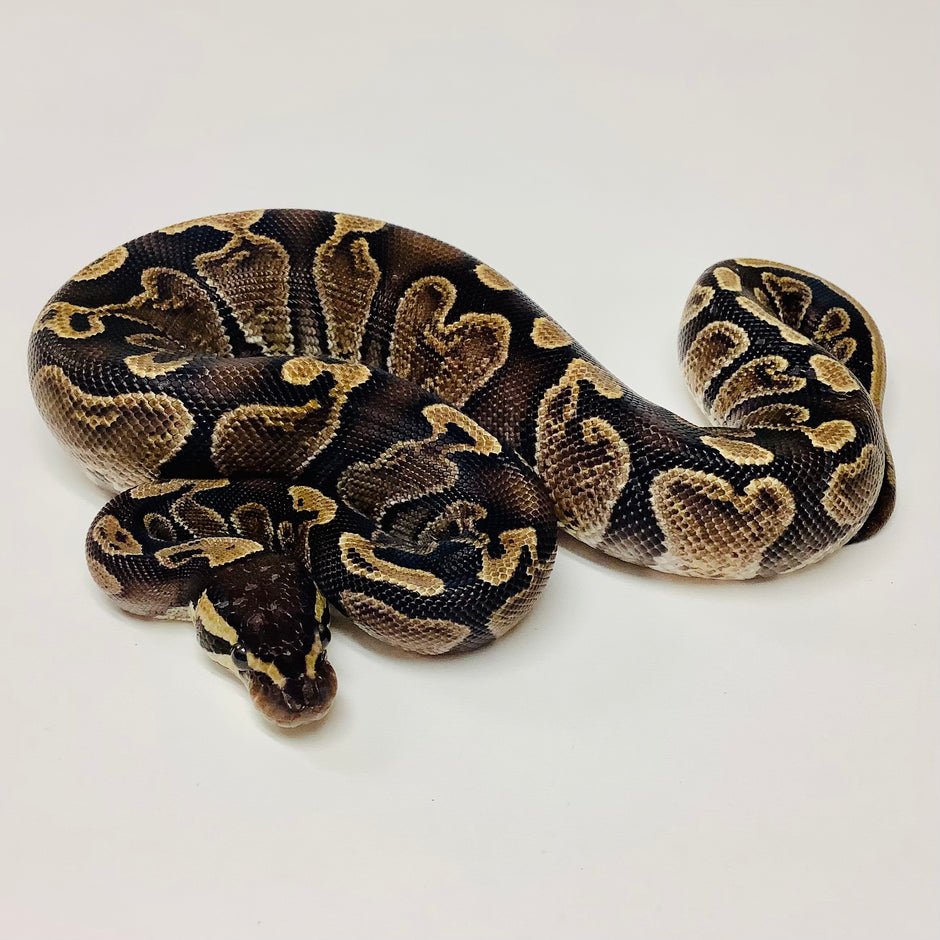 Ball Pythons for Sale at BHB Reptiles - High Quality & Wide Variety in ...