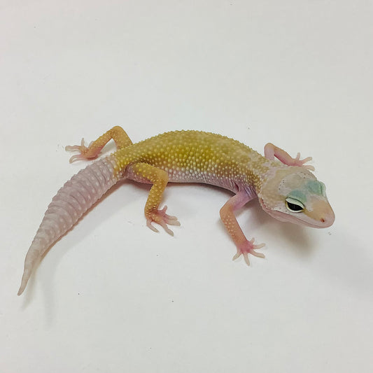 Leopard Geckos for Sale at BHB! Top Quality & Vast Selection in the US ...