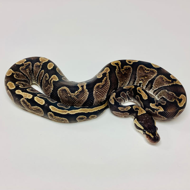Ball Pythons for Sale at BHB Reptiles - High Quality & Wide Variety in ...