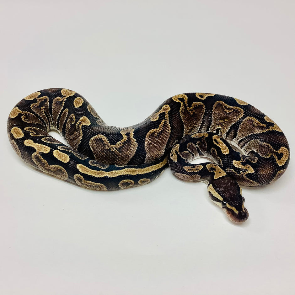 Ball Pythons for Sale at BHB Reptiles - High Quality & Wide Variety in ...