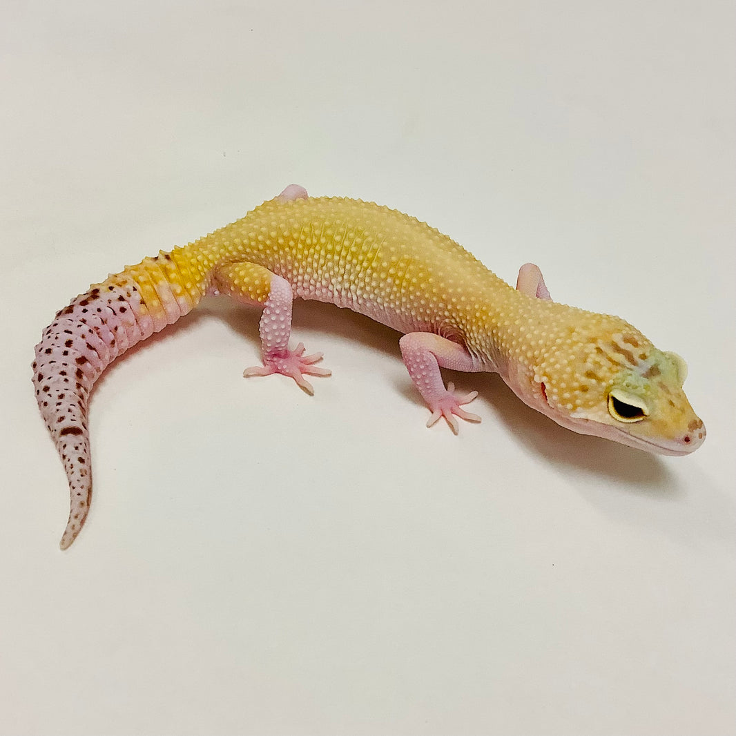 Leopard Geckos for Sale at BHB! Top Quality & Vast Selection in the US ...