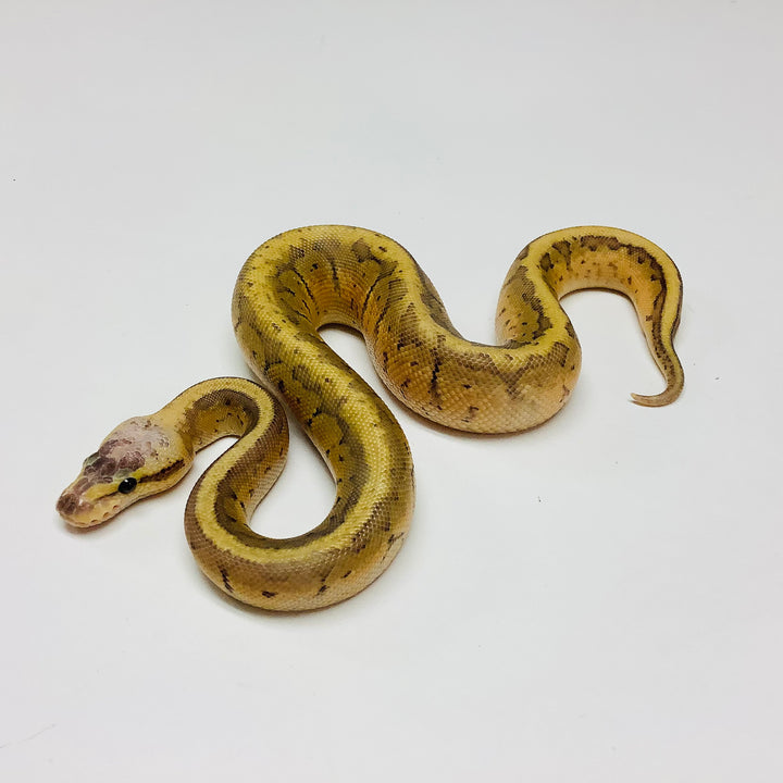 Ball Pythons for Sale at BHB Reptiles - High Quality & Wide Variety in ...