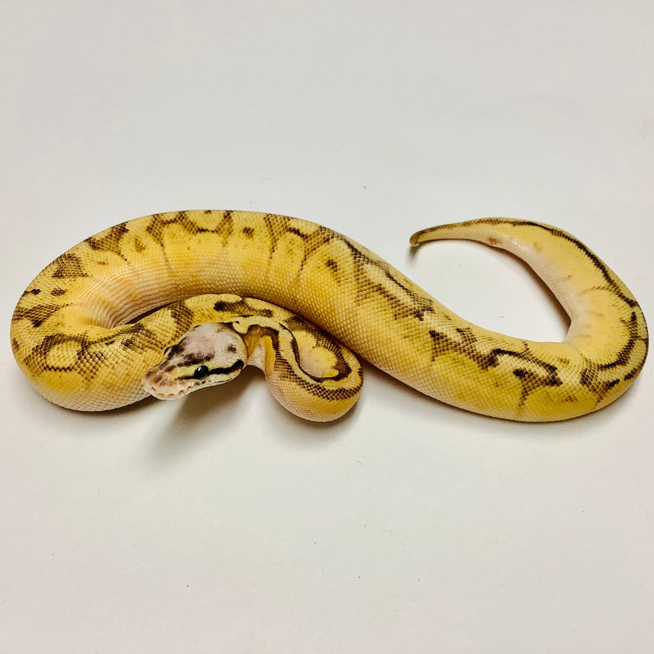Ball Pythons for Sale at BHB Reptiles - High Quality & Wide Variety in ...