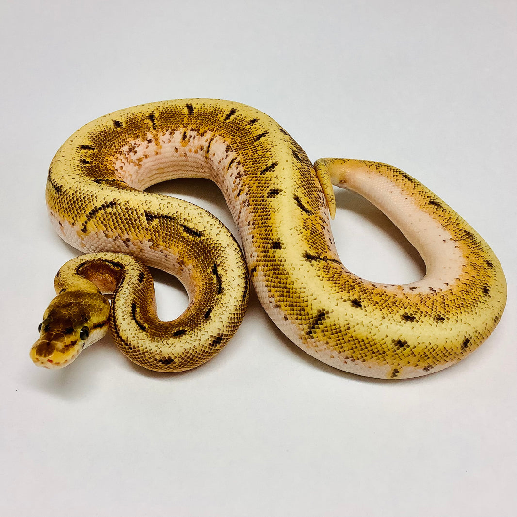 Ball Pythons for Sale at BHB Reptiles - High Quality & Wide Variety in ...
