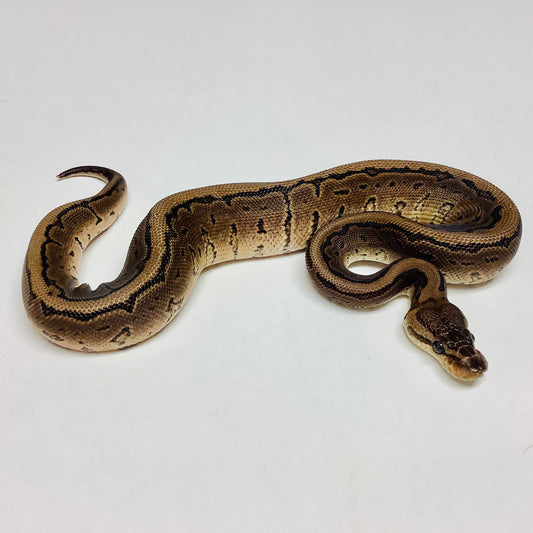 Ball Pythons for Sale at BHB Reptiles - High Quality & Wide Variety in ...