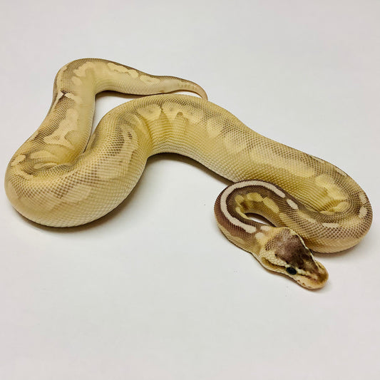 Ball Pythons for Sale at BHB Reptiles - High Quality & Wide Variety in ...