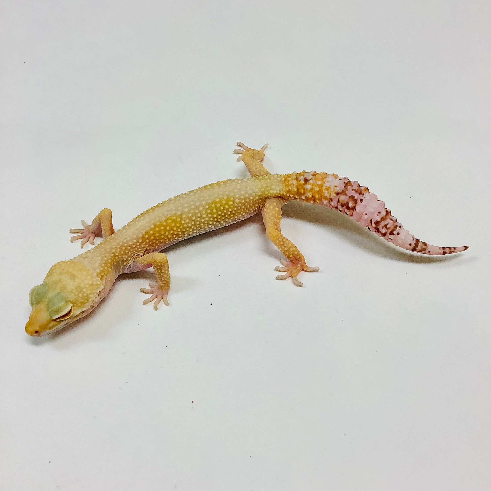 Sunglow Bell Albino W/Y Leopard Gecko Male- #F-F10-80420-2 – BHB Reptiles