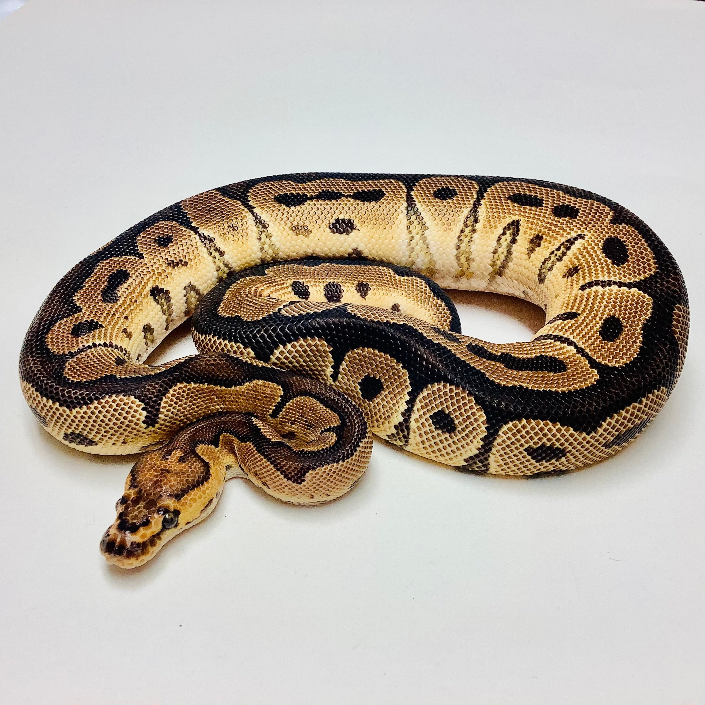 Ball Pythons for Sale at BHB Reptiles - High Quality & Wide Variety in ...
