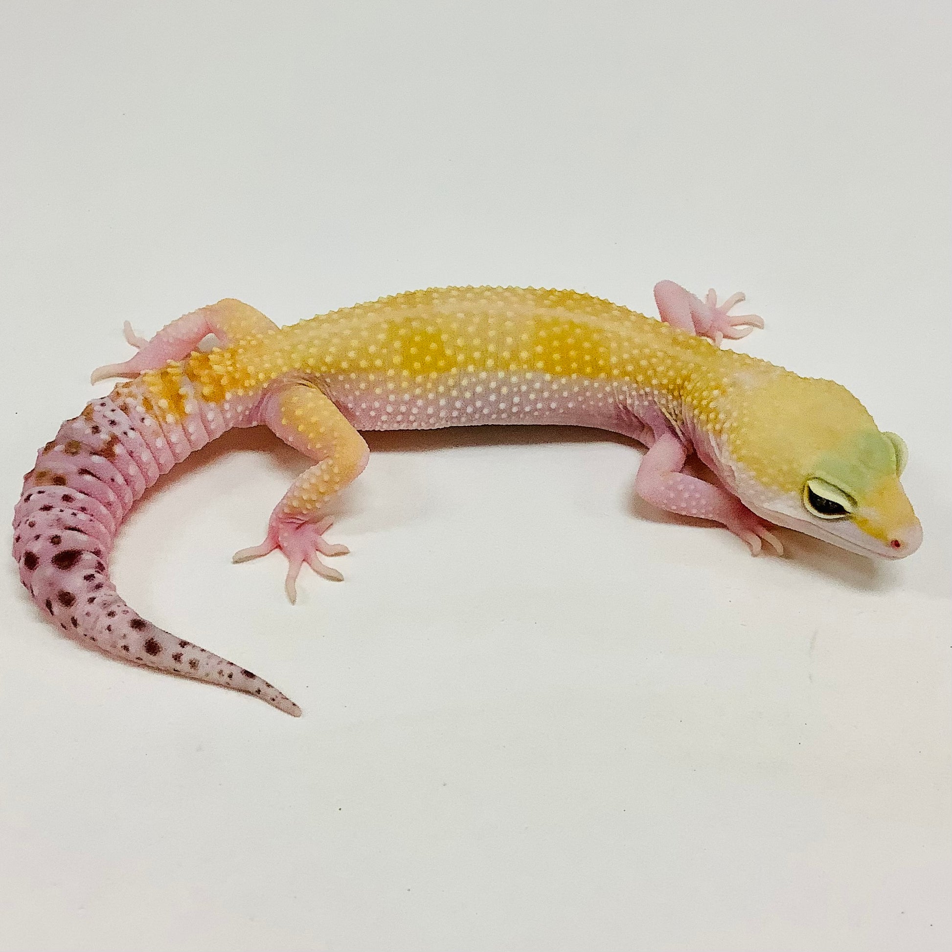 Super Hypo Mack Snow Eclipse W/Y Leopard Gecko Female E-J9-71420-1 ...