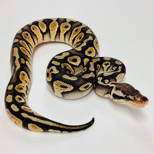 Ball Pythons for Sale at BHB Reptiles - High Quality & Wide Variety in ...