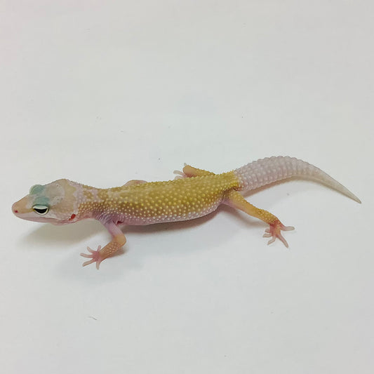 Leopard Geckos for Sale at BHB! Top Quality & Vast Selection in the US ...