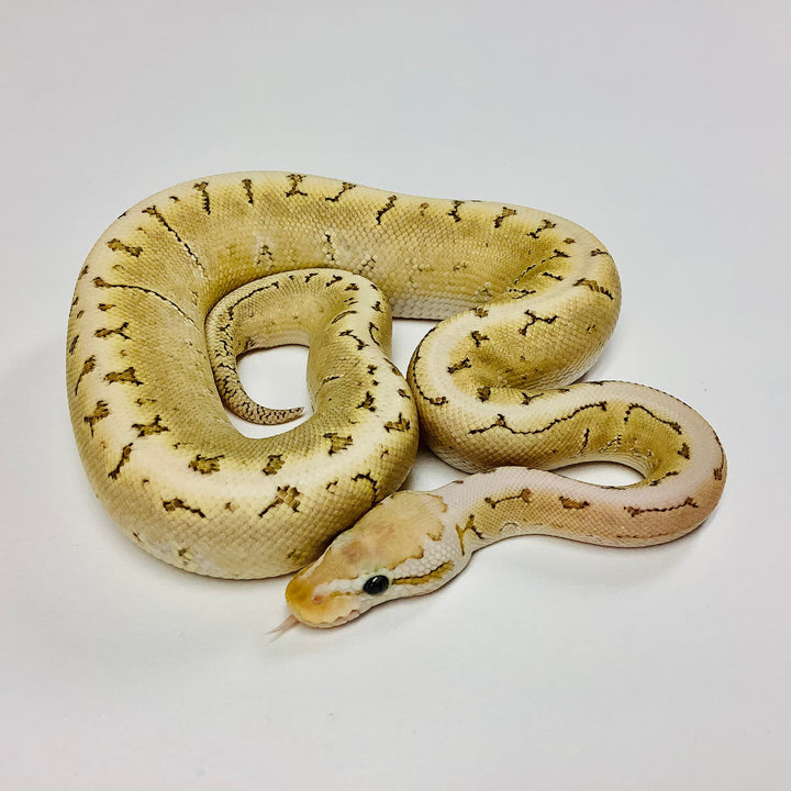 Ball Pythons for Sale at BHB Reptiles - High Quality & Wide Variety in ...