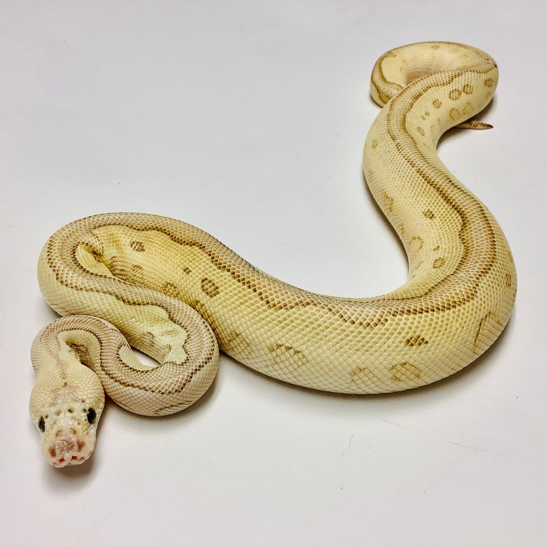 Ball Pythons for Sale at BHB Reptiles - High Quality & Wide Variety in ...