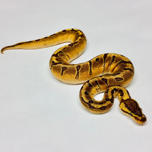 Ball Pythons for Sale at BHB Reptiles - High Quality & Wide Variety in ...