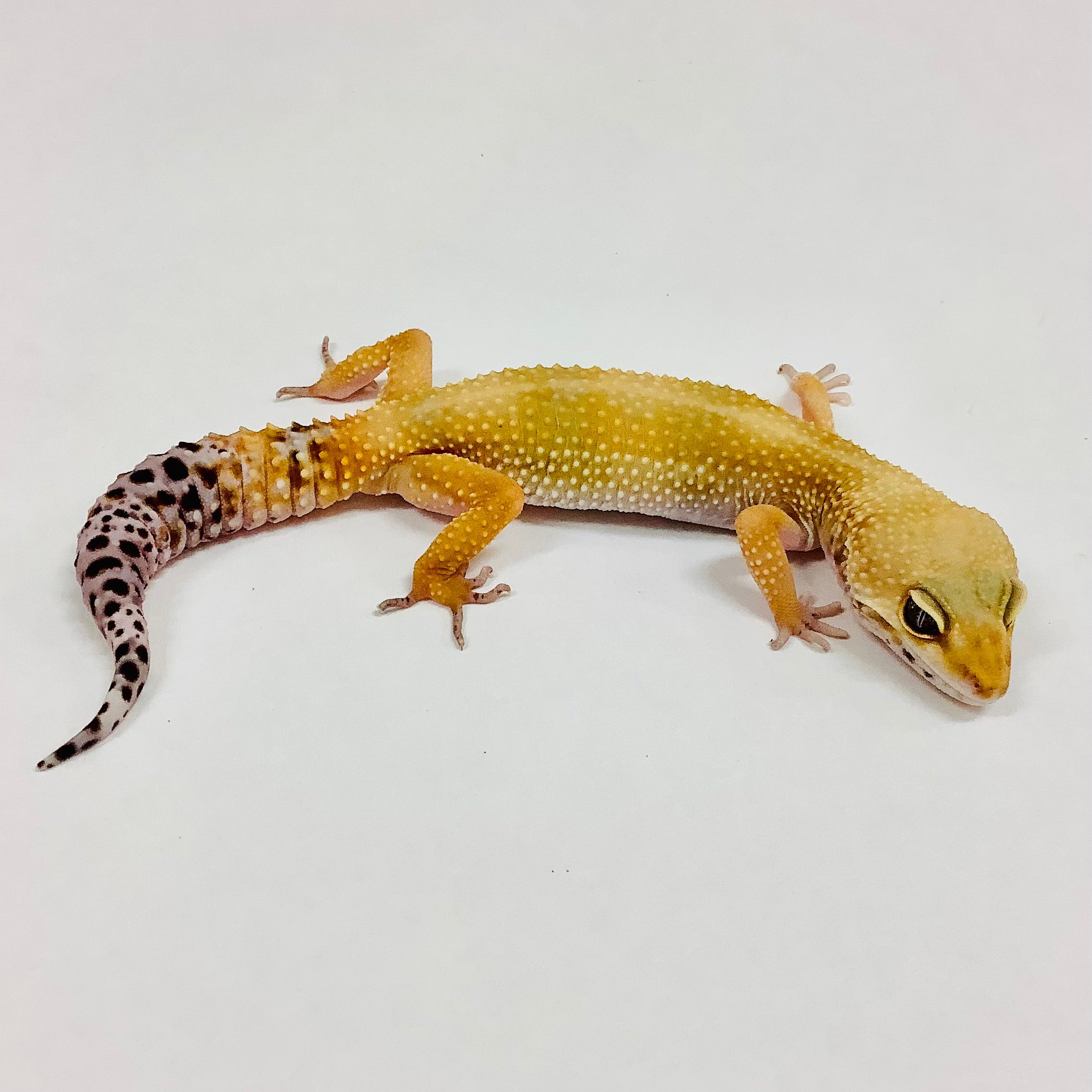 High Yellow Carrot Tail Leopard Gecko