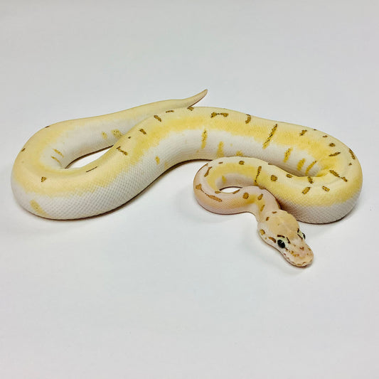 Ball Pythons for Sale at BHB Reptiles - High Quality & Wide Variety in ...