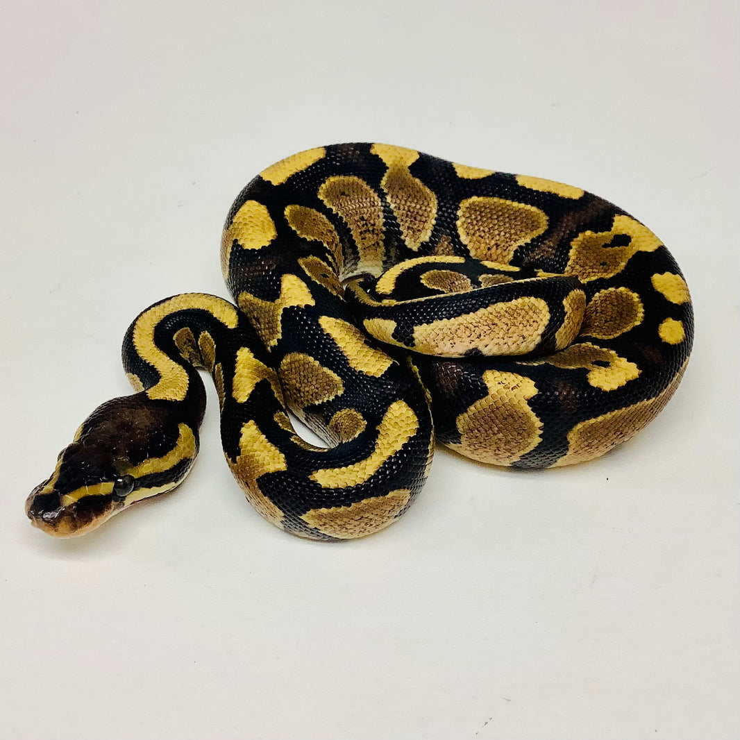 Ball Pythons for Sale at BHB Reptiles - High Quality & Wide Variety in ...