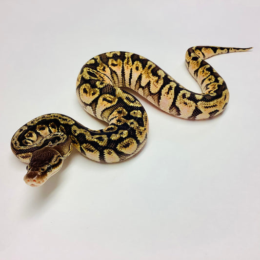 Ball Pythons for Sale at BHB Reptiles - High Quality & Wide Variety in ...
