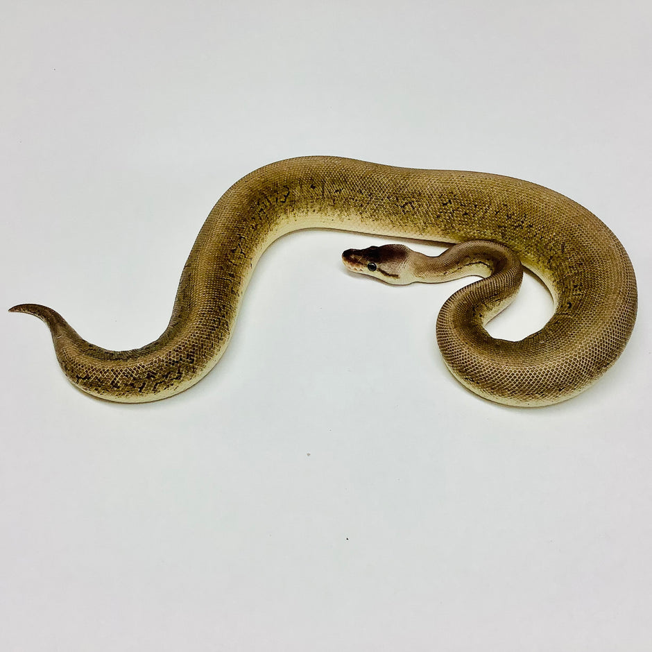 Ball Pythons for Sale at BHB Reptiles - High Quality & Wide Variety in ...
