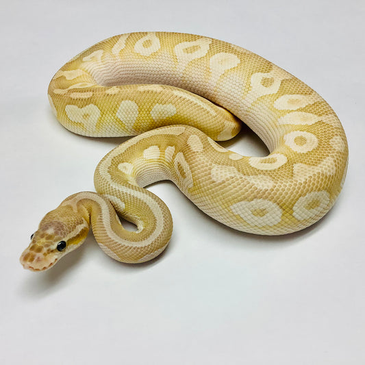 Ball Pythons for Sale at BHB Reptiles - High Quality & Wide Variety in ...