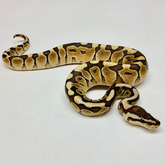 Ball Pythons for Sale at BHB Reptiles - High Quality & Wide Variety in ...