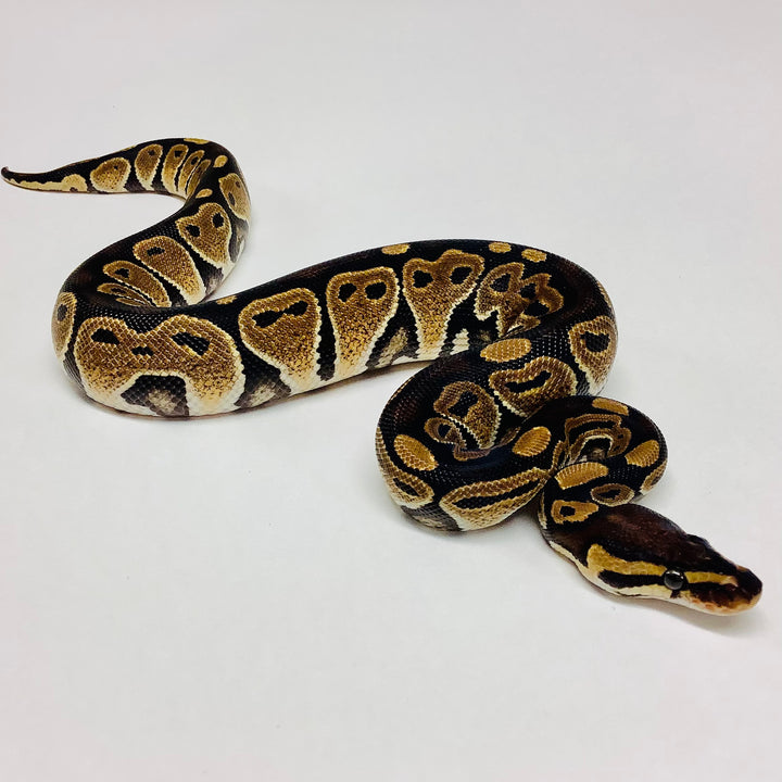Ball Pythons for Sale at BHB Reptiles - High Quality & Wide Variety in ...