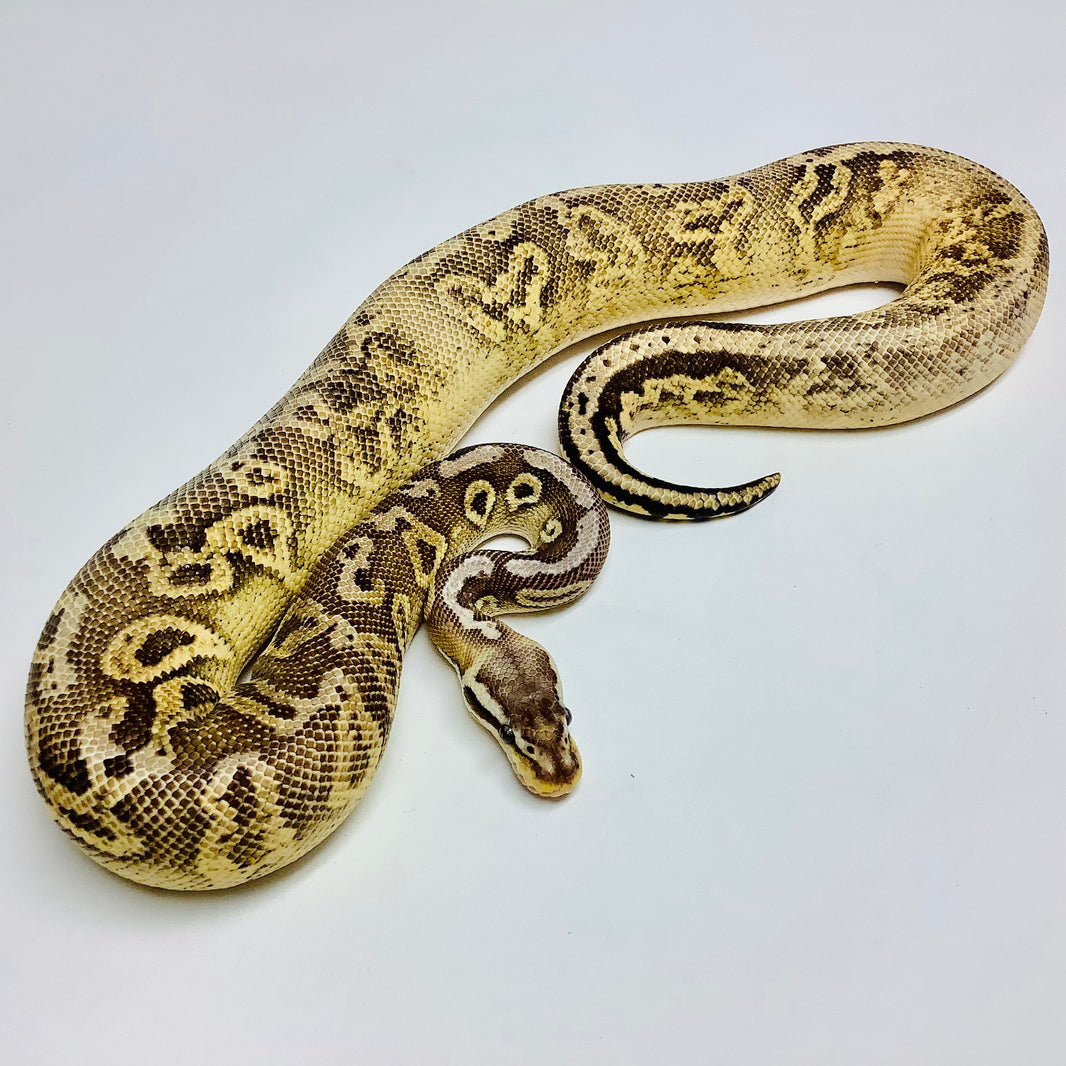 Ball Pythons for Sale at BHB Reptiles - High Quality & Wide Variety in ...