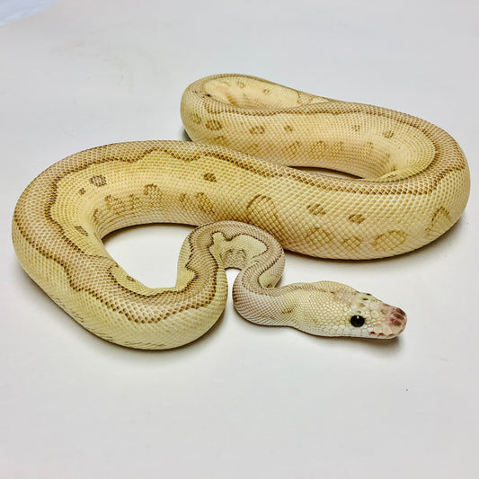 Ball Pythons for Sale at BHB Reptiles - High Quality & Wide Variety in ...