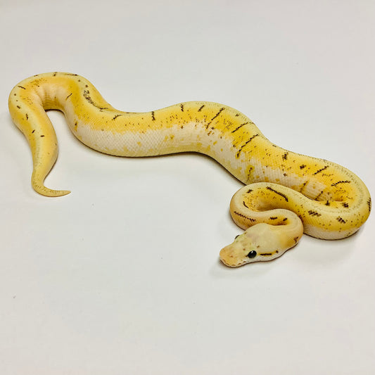 Ball Pythons for Sale at BHB Reptiles - High Quality & Wide Variety in ...