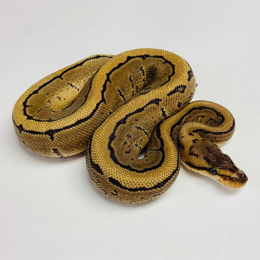 Ball Pythons for Sale at BHB Reptiles - High Quality & Wide Variety in ...