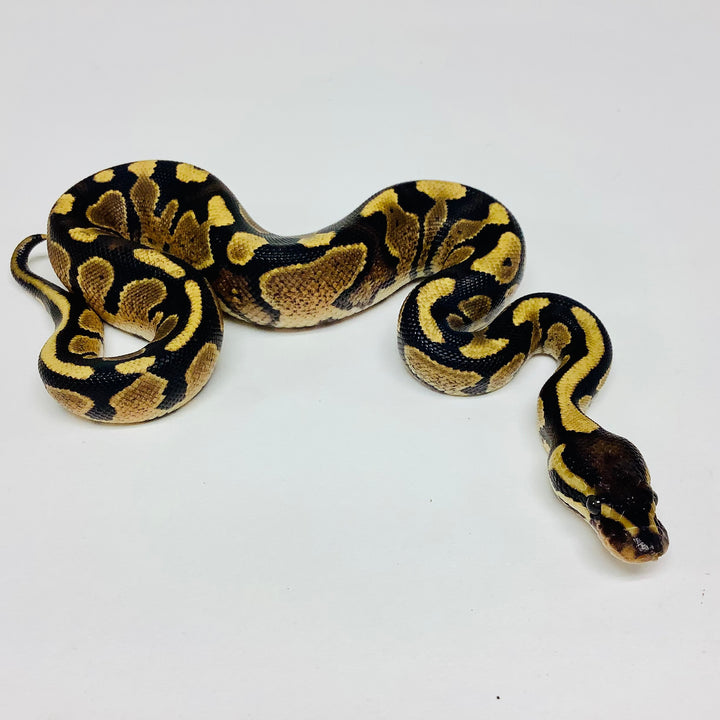 Ball Pythons for Sale at BHB Reptiles - High Quality & Wide Variety in ...