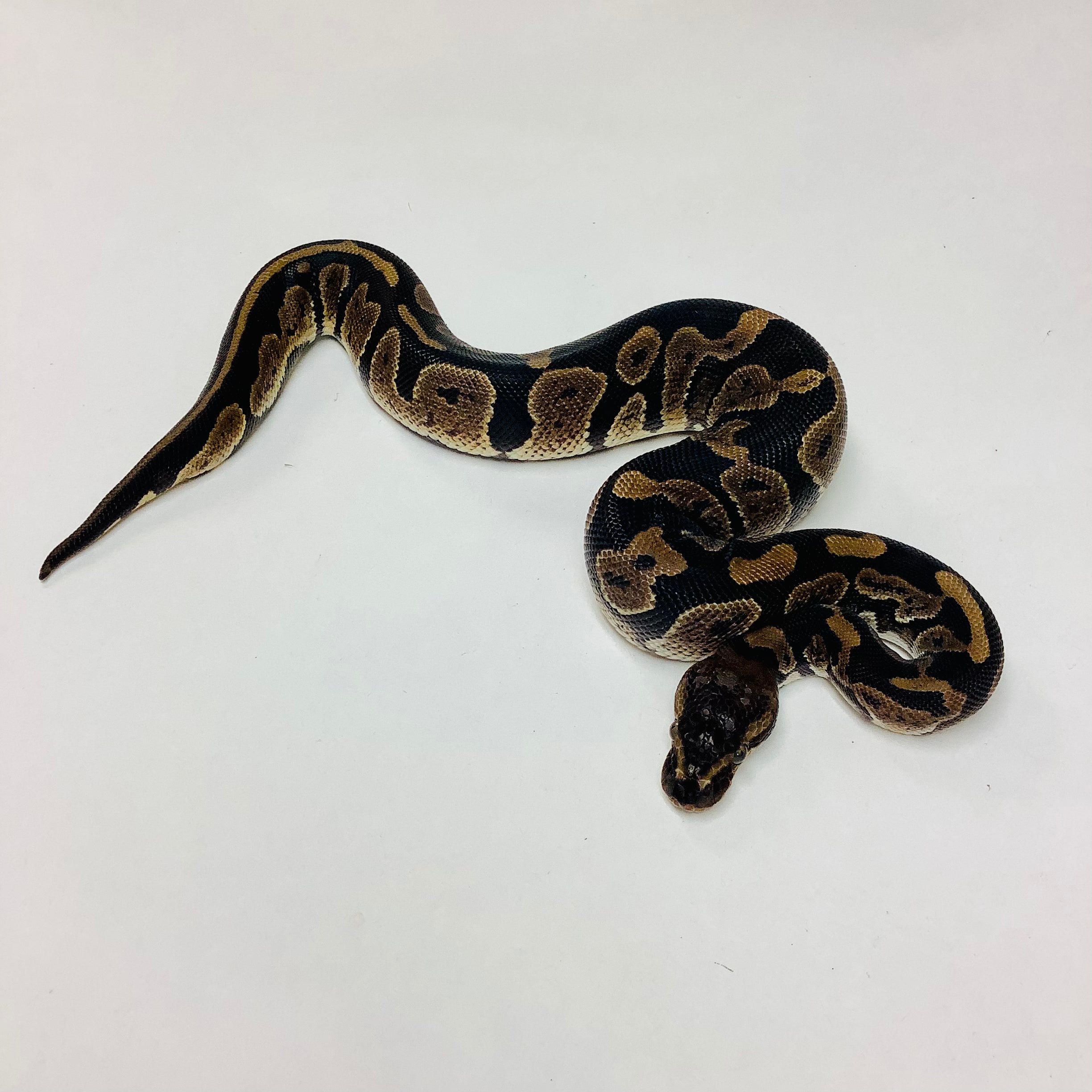 Mahogany Ball Python Morphs