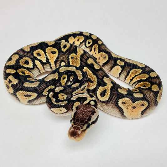 Ball Pythons for Sale at BHB Reptiles - High Quality & Wide Variety in ...