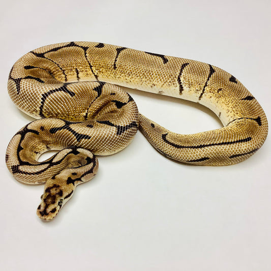 Ball Pythons for Sale at BHB Reptiles - High Quality & Wide Variety in ...