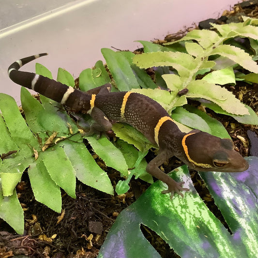 Chinese Cave Geckos For Sale - BHB Reptiles - Reptile Breeder Since 1989