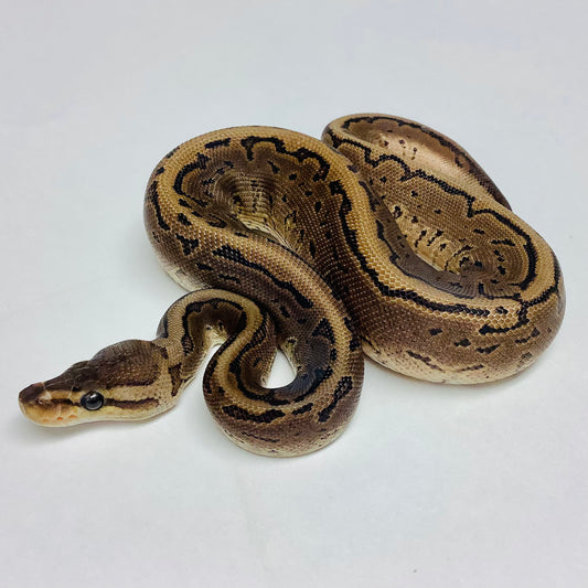 Ball Pythons for Sale at BHB Reptiles - High Quality & Wide Variety in ...