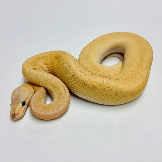 Ball Pythons for Sale at BHB Reptiles - High Quality & Wide Variety in ...
