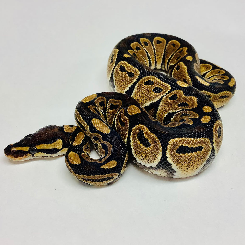 Ball Pythons for Sale at BHB Reptiles - High Quality & Wide Variety in ...