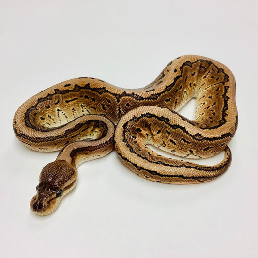 Ball Pythons for Sale at BHB Reptiles - High Quality & Wide Variety in ...