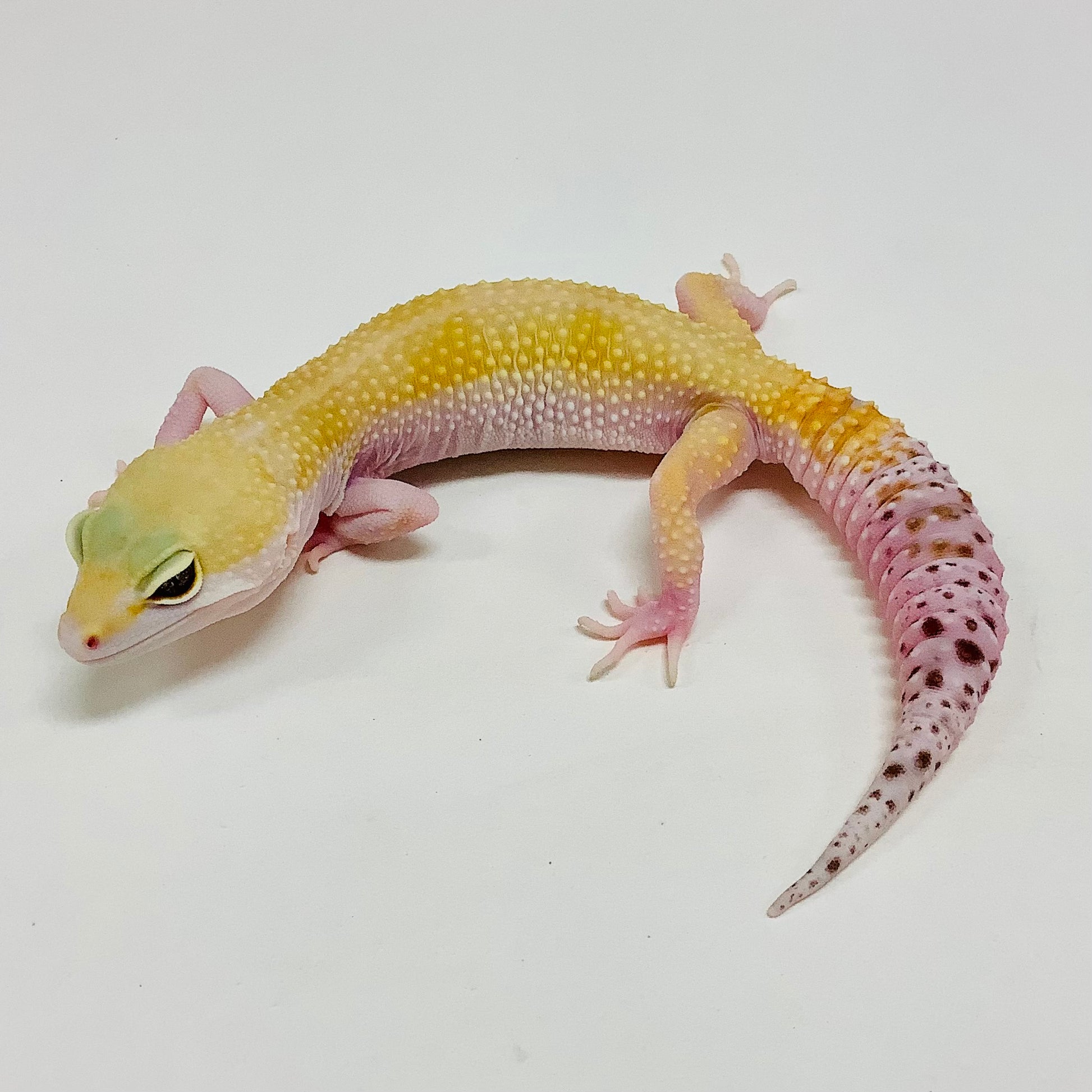 Super Hypo Mack Snow Eclipse W/Y Leopard Gecko Female E-J9-71420-1 ...